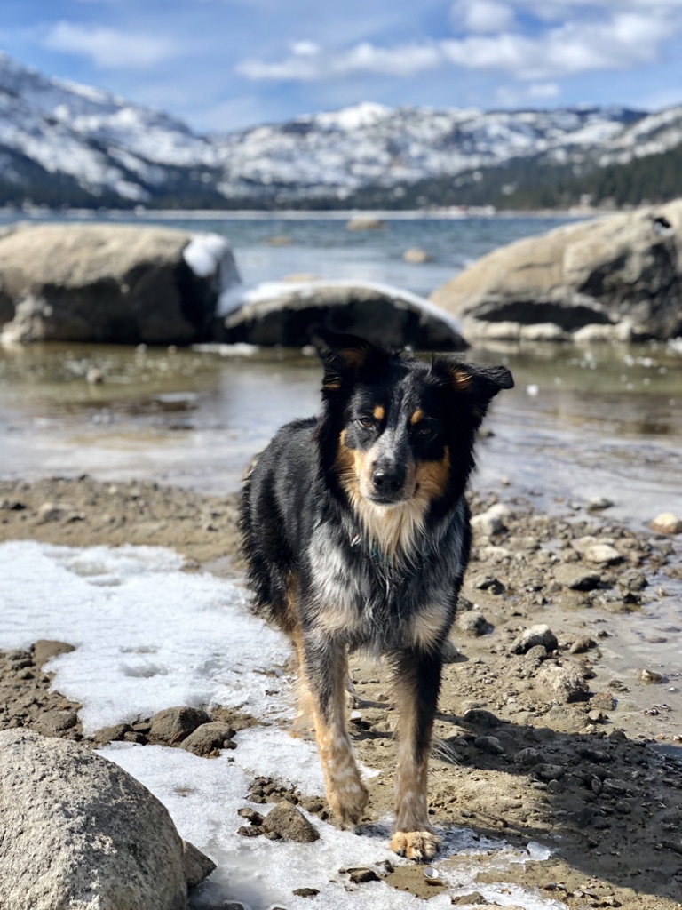 Meet DogZilla in California – Kiona x Coffee